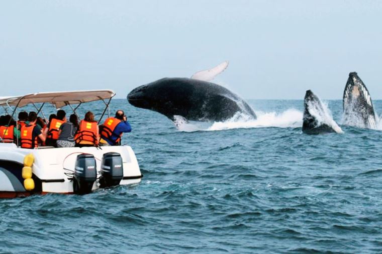 Los Órganos: este domingo se inicia temporada de avistamiento de ballenas - Lo Dice la Gente